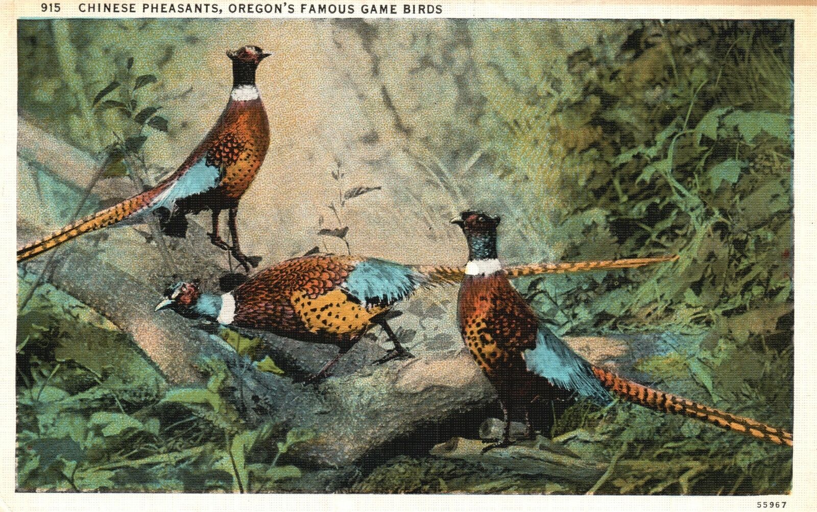 Vintage Postcard 1920's Chinese Pheasants Oregon's Famous Game Birds ...