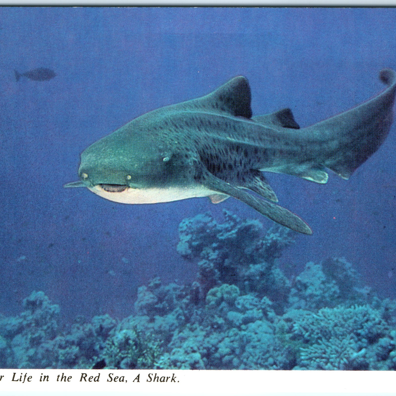 c1970s Red Sea, Israel Underwater Life Shark Coral Reef Ocean Chrome ...