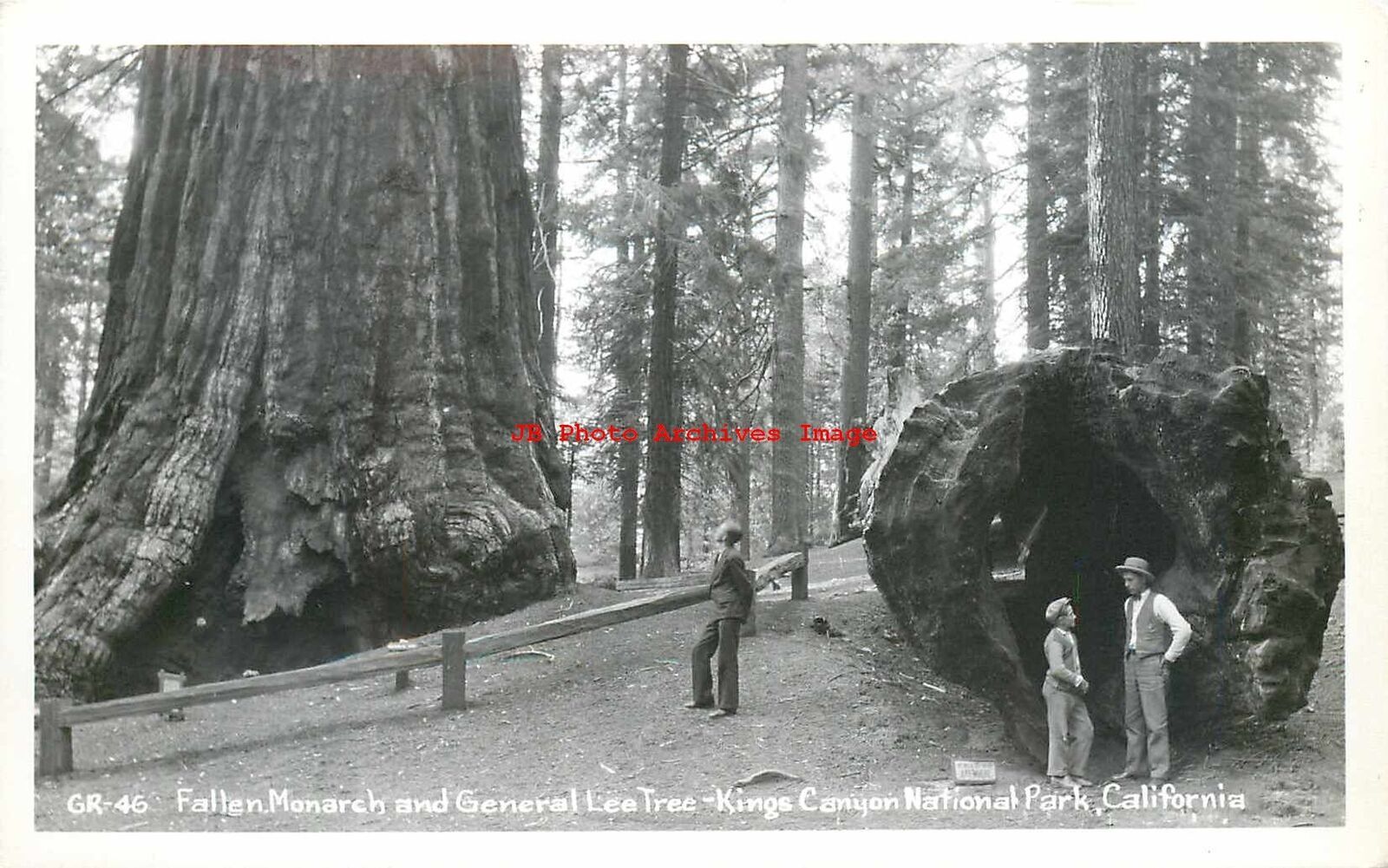 Kings Canyon National Park, California, RPPC, Fallen Monarch, Photo No ...