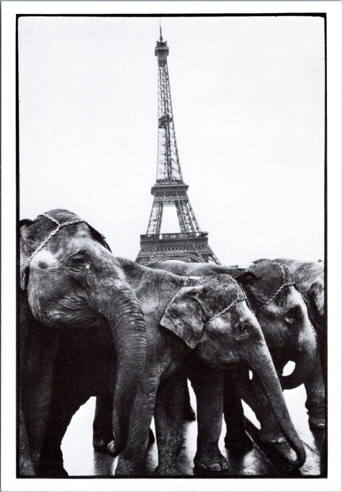 Postcard France Paris Art Elephants in front of Eiffel Tower - Guy Le ...