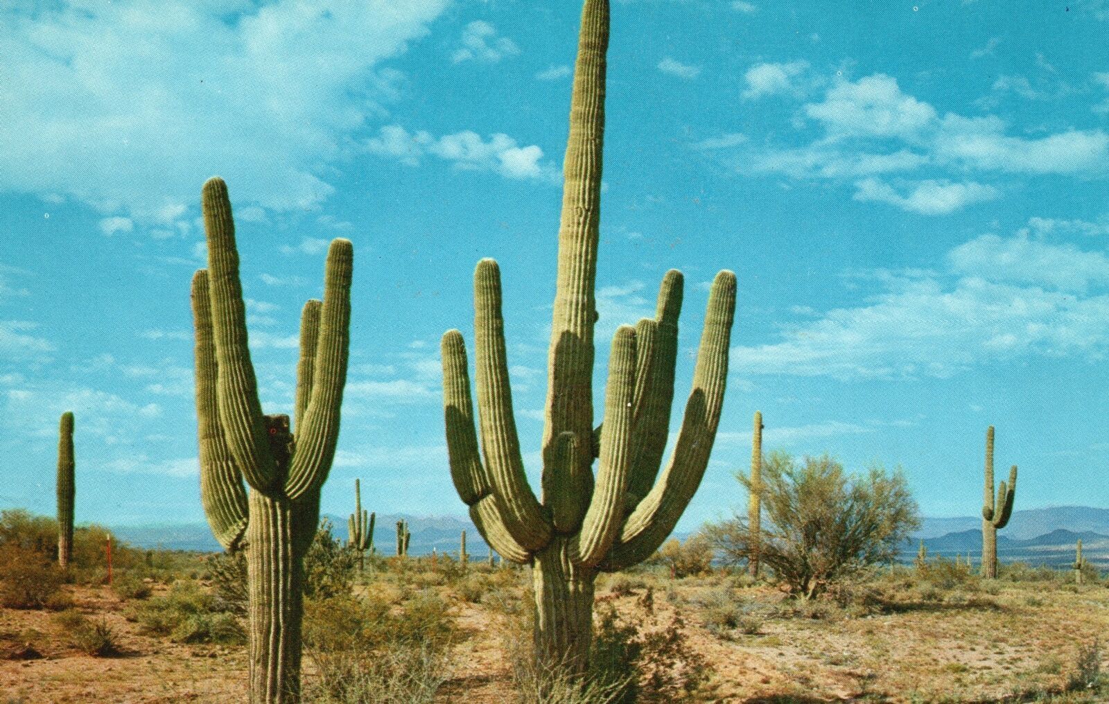 Vintage Postcard View of Saguaro Cactus Majestic and Beautiful in the ...