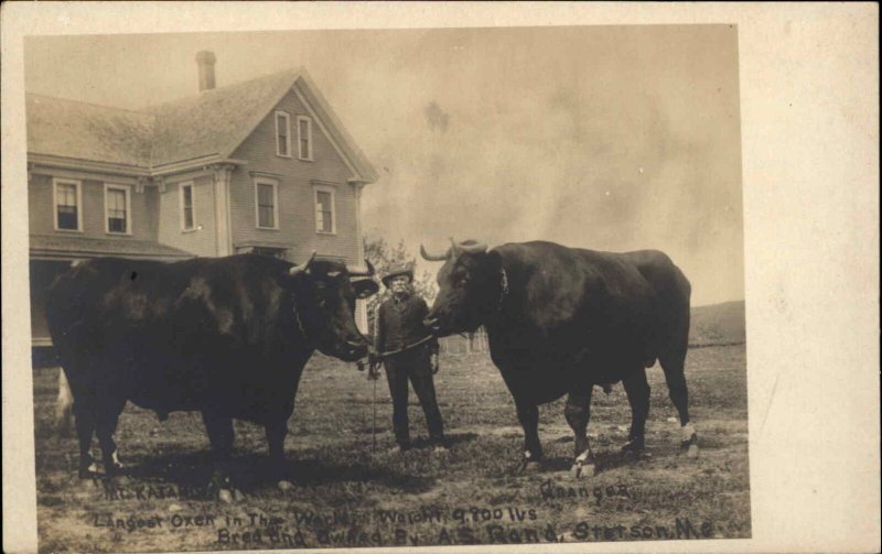 Stetson Maine ME Huge Oxen Team Largest in World c1910 Real Photo ...
