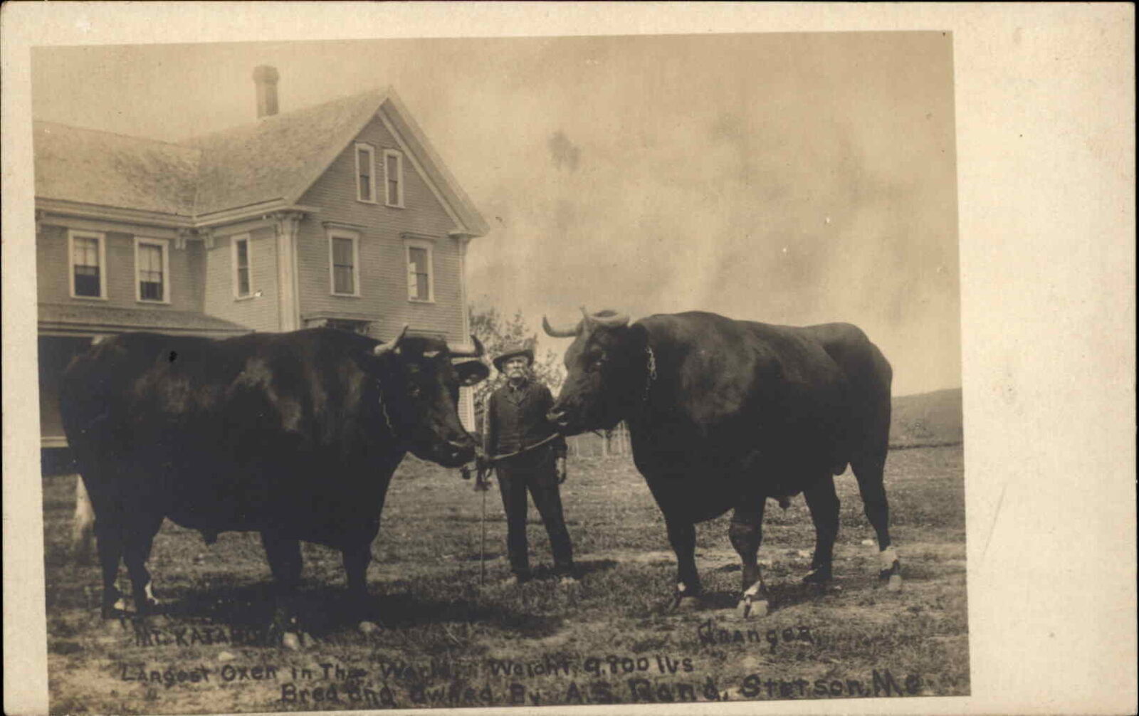 Stetson Maine ME Huge Oxen Team Largest in World c1910 Real Photo ...