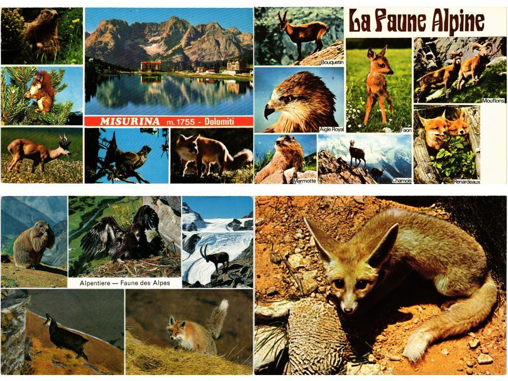 Renard, Goupil, Fox, Foxes Animaux 28 Modern CP | Europe - France ...