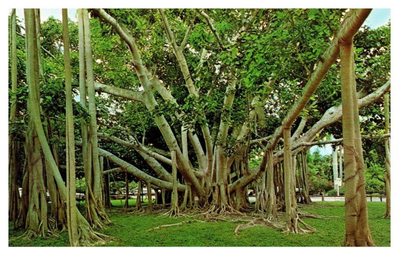 Banyan Tree - Edison Winter Home, Fort Meyers Florida | United States ...