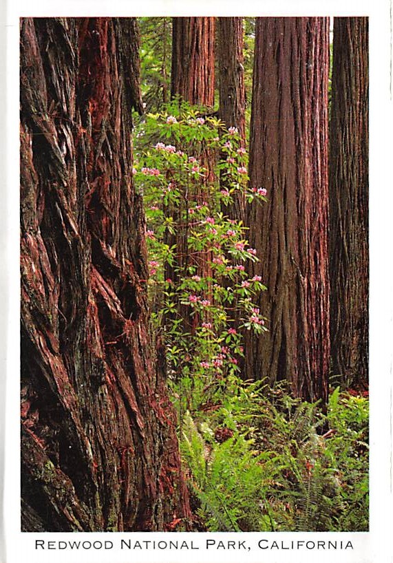 Redwood National Park oldest, largest trees in North America Redwood ...