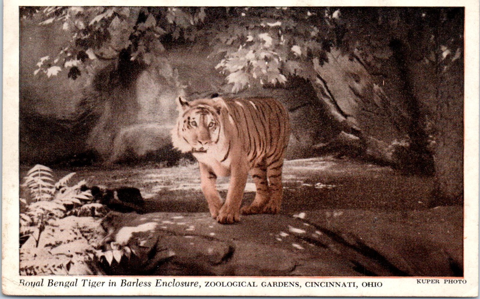 1940s Royal Bengal Tiger Zoological Gardens Cincinnati OH Postcard ...