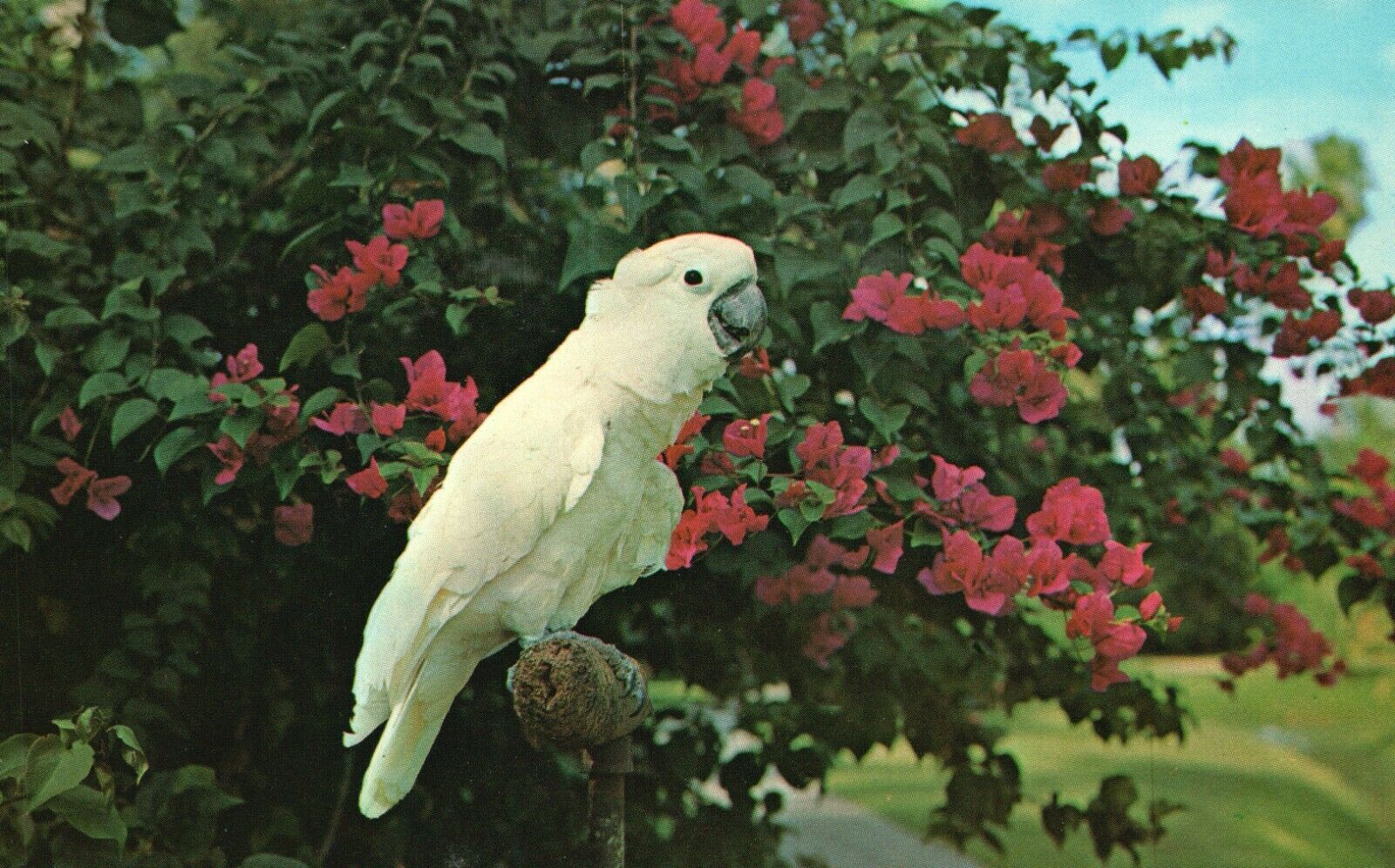 Vintage Postcard Snowball The Salmon -Crested Moluccan Cockatoo of ...