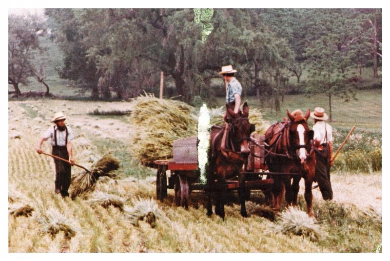 Amish Tractors Loading Oats Pitchforked Waiting Wagon Chrome Postcard ...