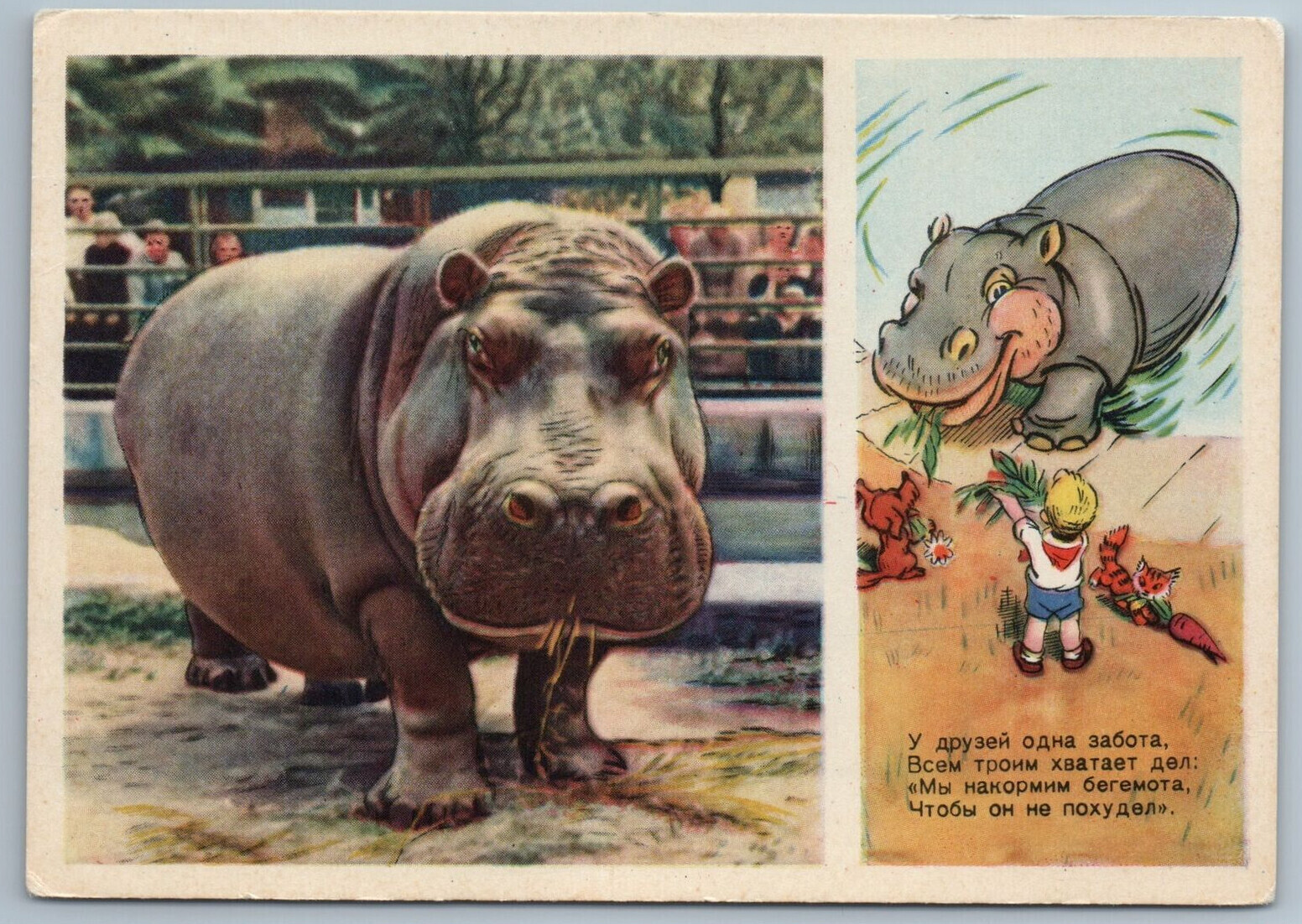 1955 HIPPOPOTAMUS Hippo in ZOO Soviet Pioneer Wild Animal USSR Postcard ...