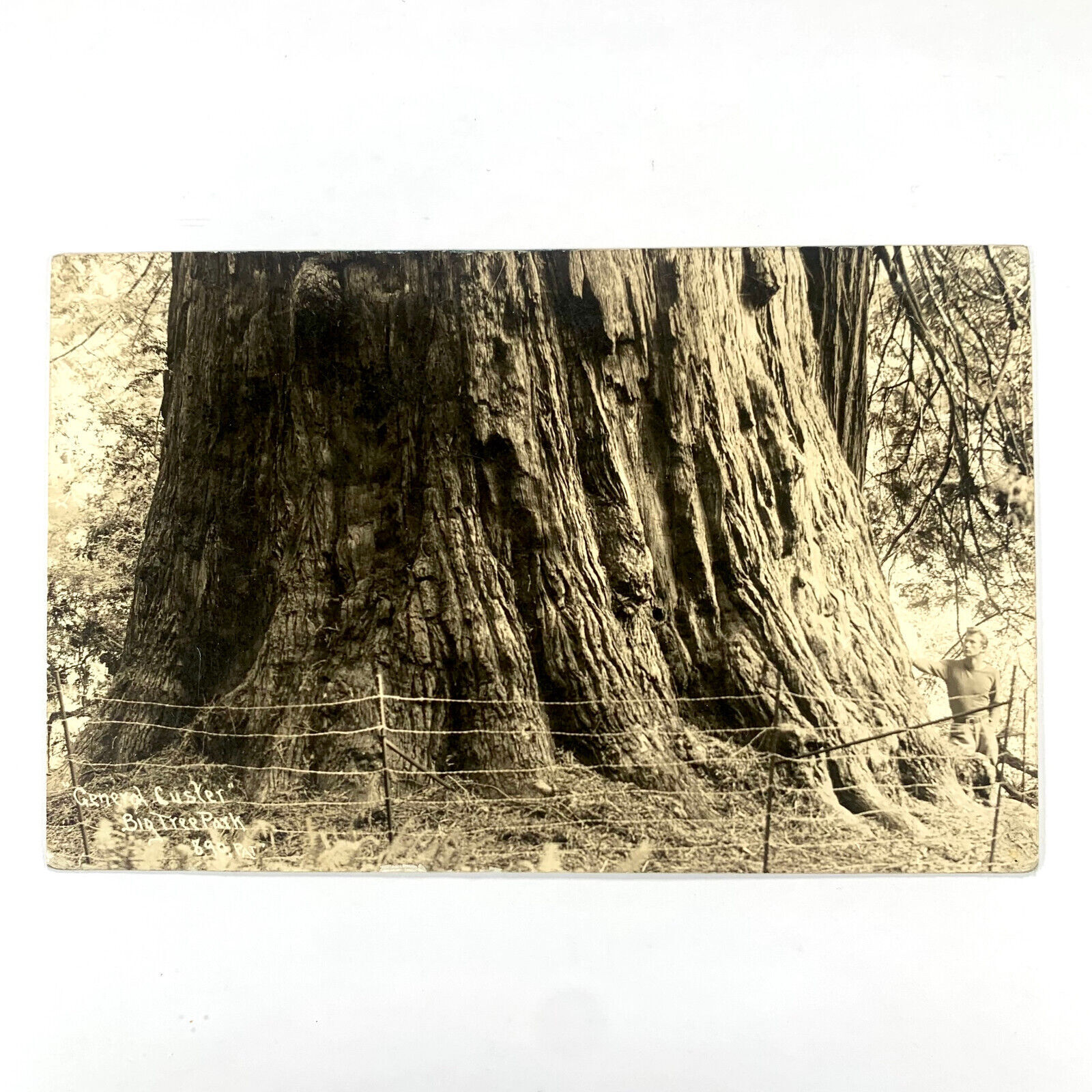 Postcard RPPC California Redwood Highway General Custer Tree Man 1930s ...