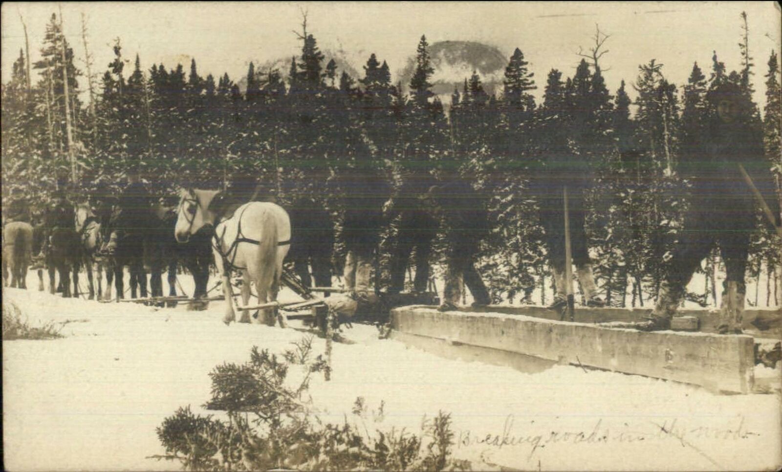 Horse Team Breaking Roads in Woods Boiestown New Brunswick Cancel ...