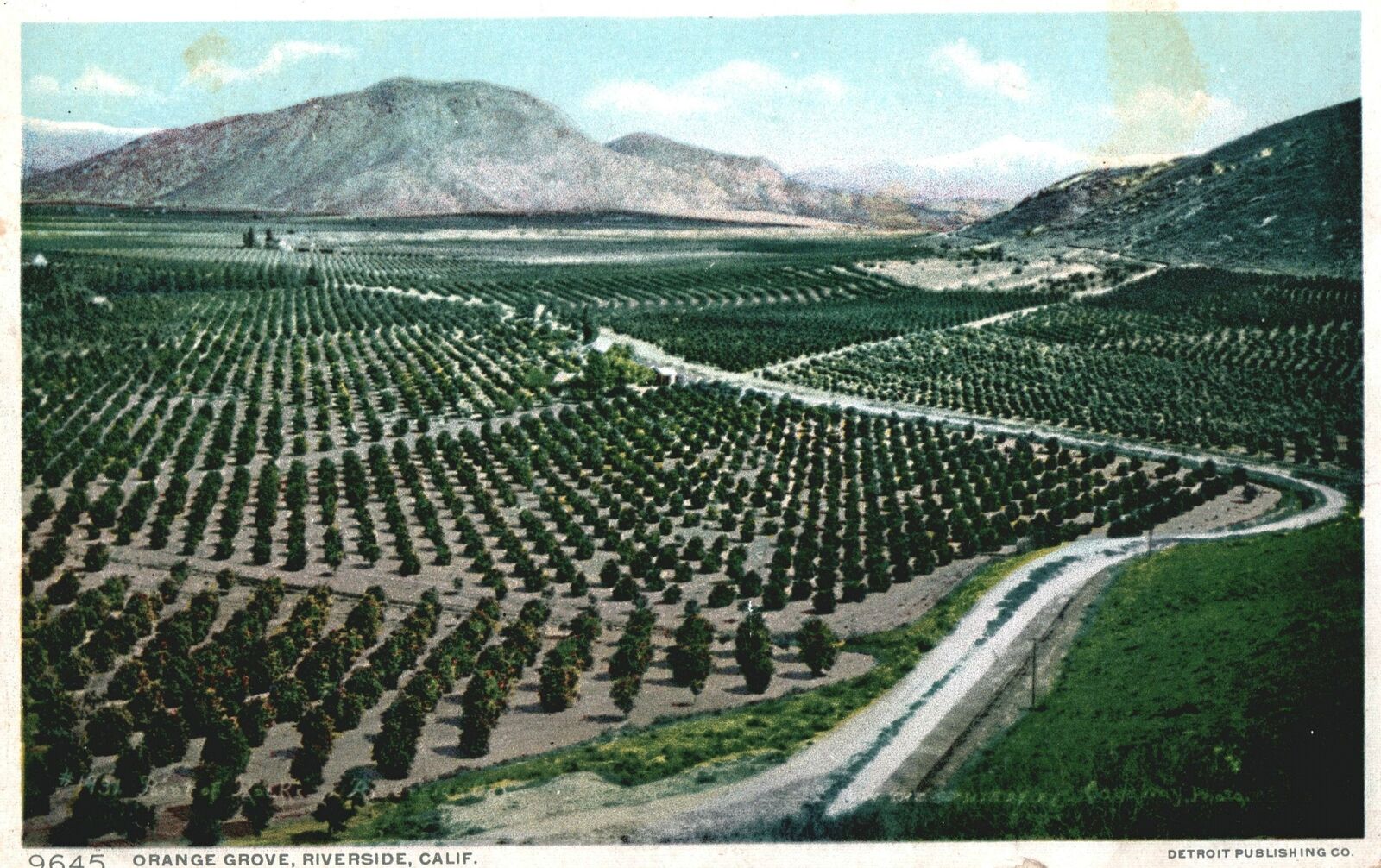 Vintage Postcard Panoramic View of the Orange Groves at Riverside ...