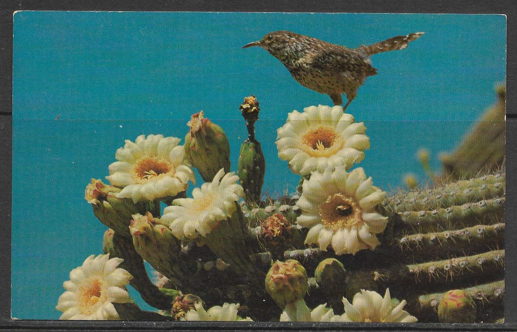Arizona - Cactus Wren - State Bird - [AZ-150] | United States - Arizona ...
