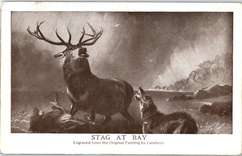 Stag At Bay Engraved from Original Painting by Landseer Postcard Posted ...