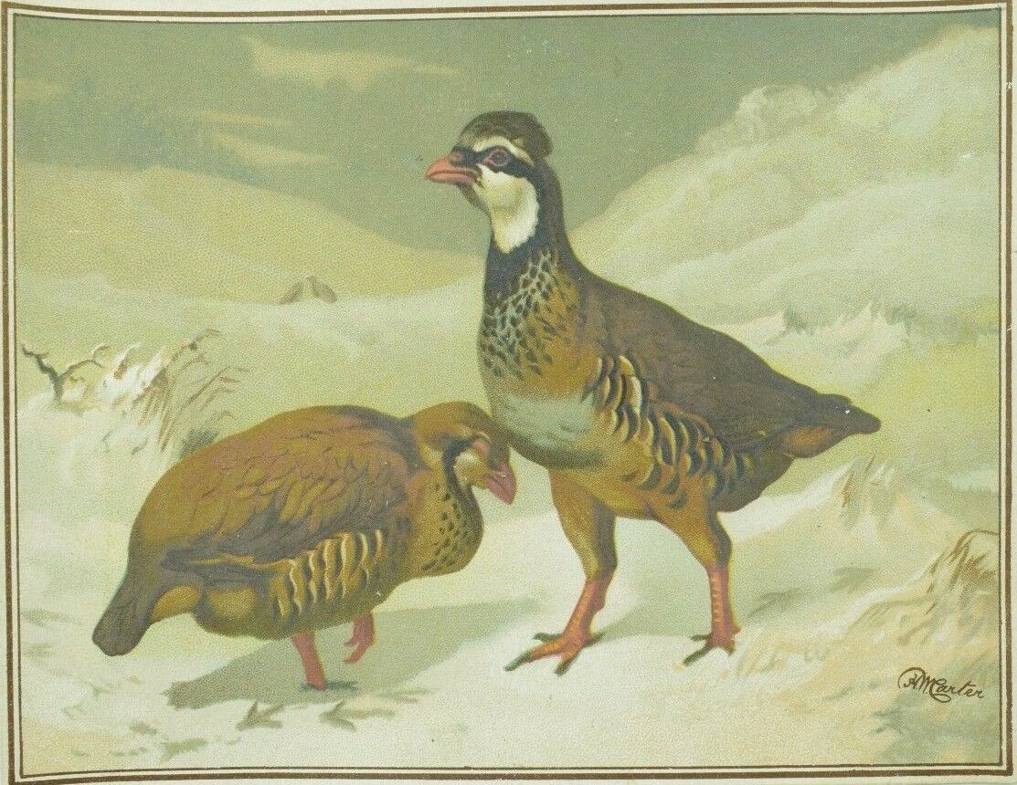 1880's-90's Lovely Bird's Quail Winter Snow Scene Victorian Trade Card ...