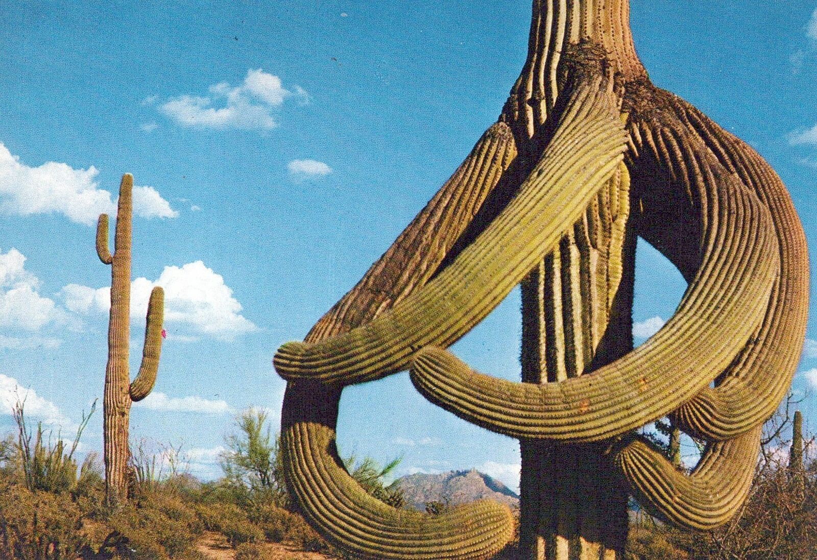 Vintage Continental Size Postcard "Desert Octopus" Guardians of Arizona ...