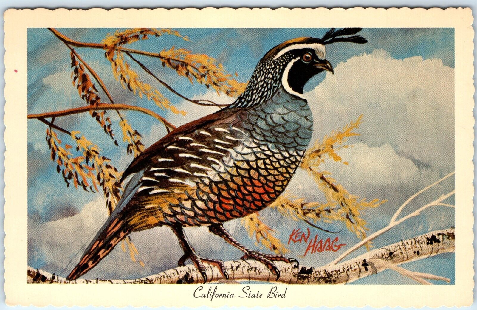 1967 CA California State Bird Valley Quail Wheat Ken Haag Painting Art ...
