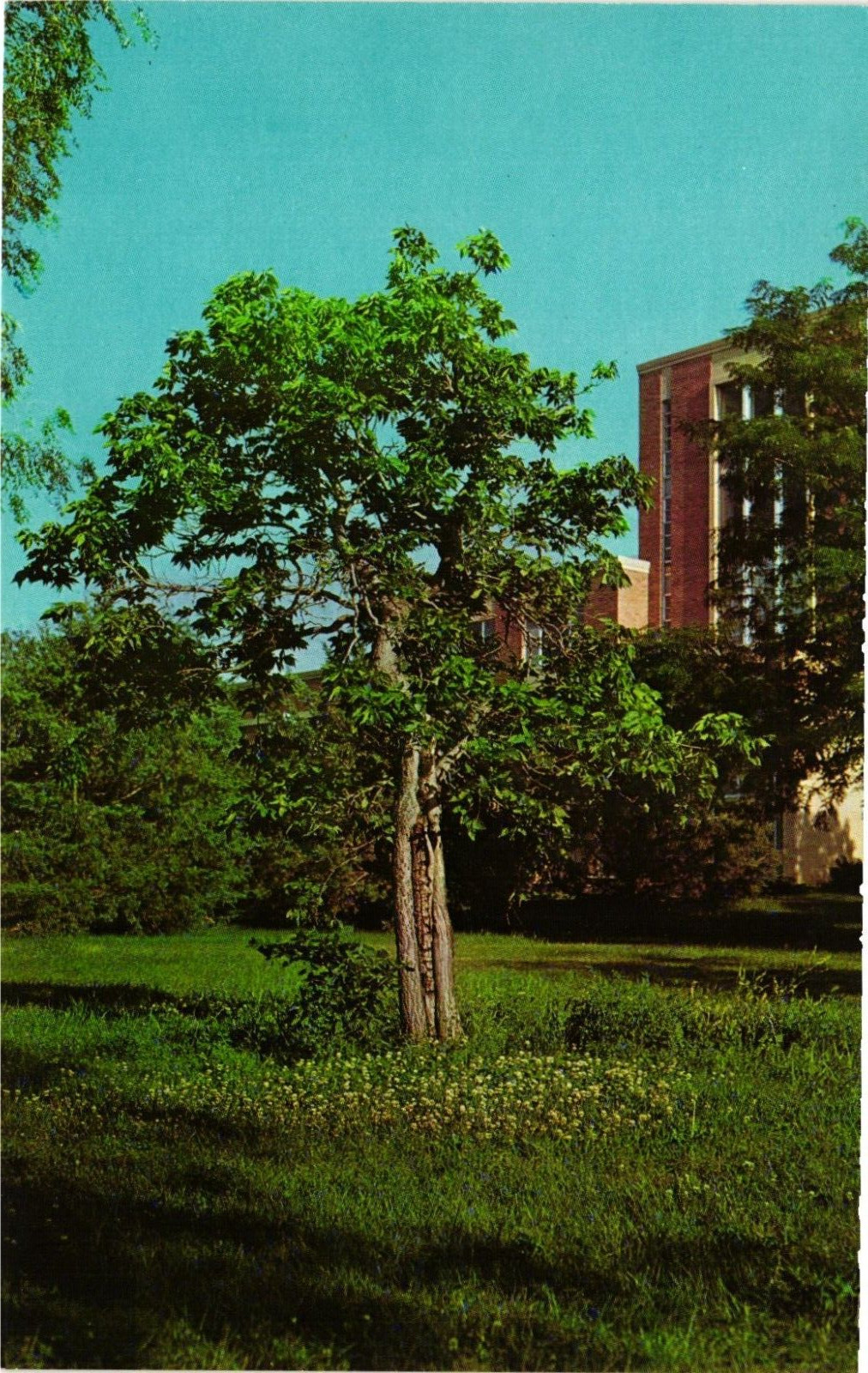 Vintage Postcard- 99343. The Little Tree That Never Grew. Unposted ...
