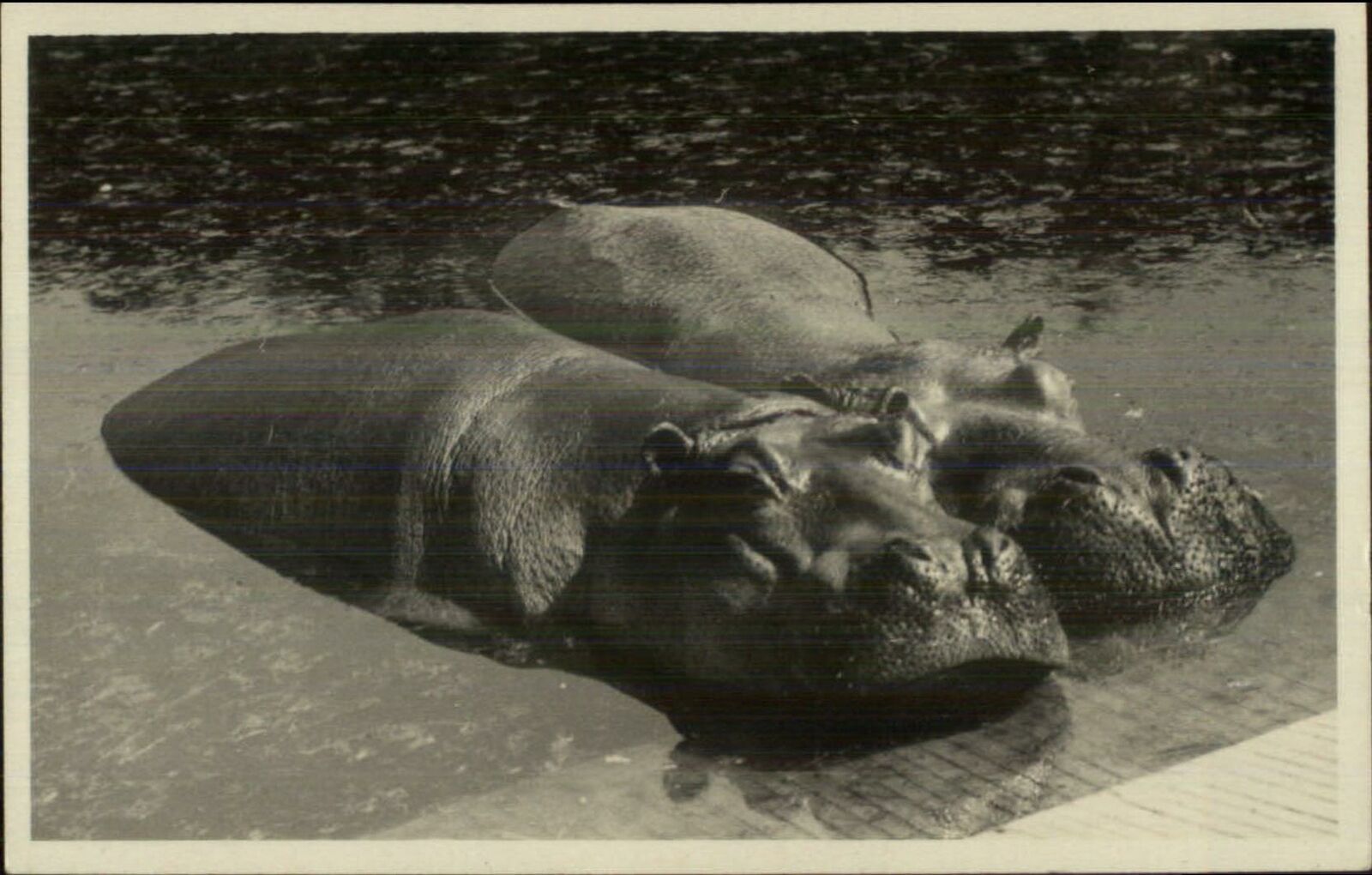 Munchner Munchen Germany Zoo Tierpark Hellabrunn Hippo Hippopotamus RP ...