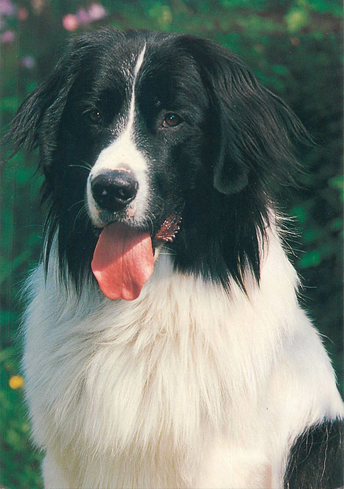 Is The Landseer A Good Breed Of Dog