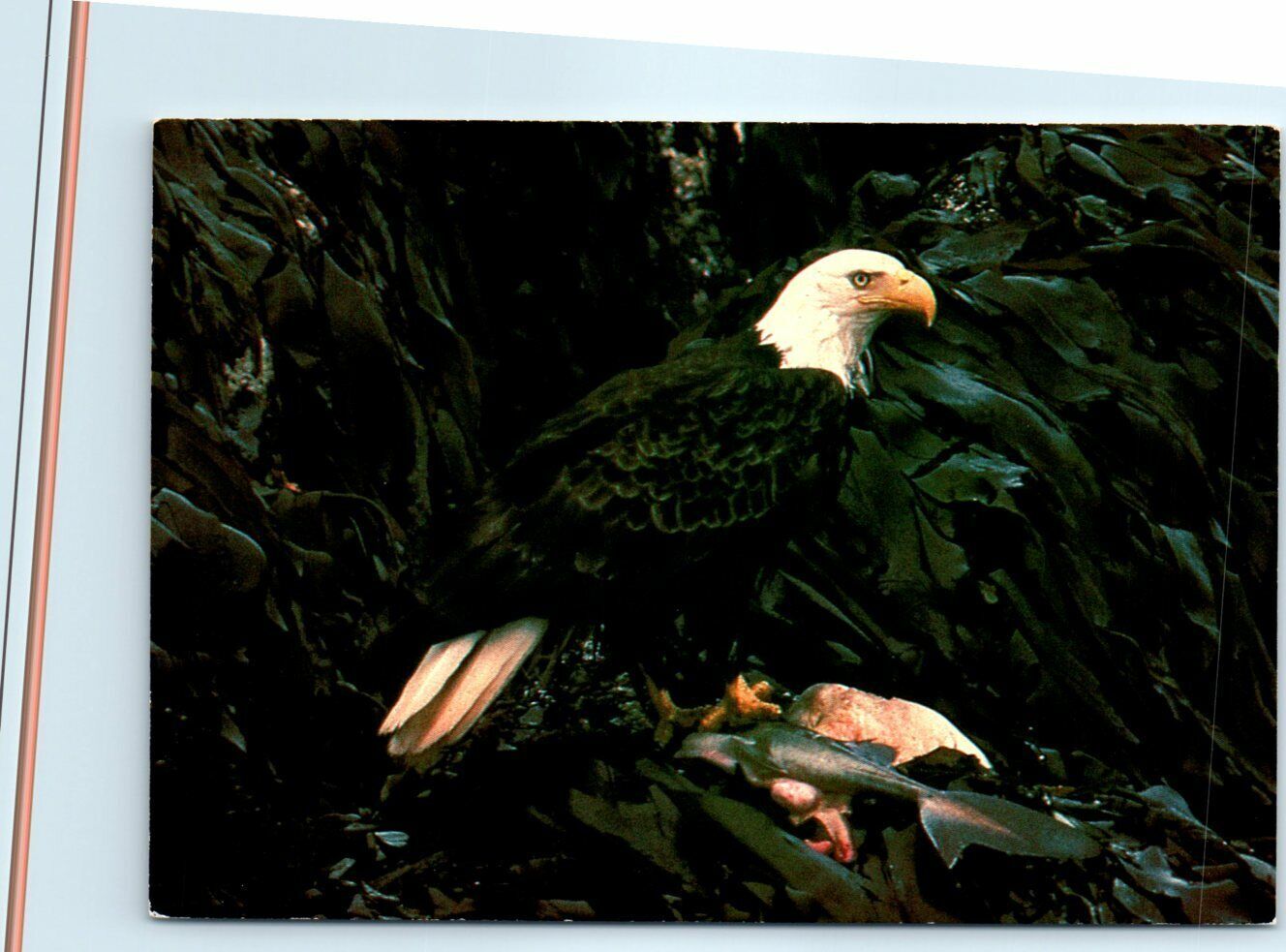 Postcard - Bald Eagle - Queen Charlotte Island, British Columbia ...