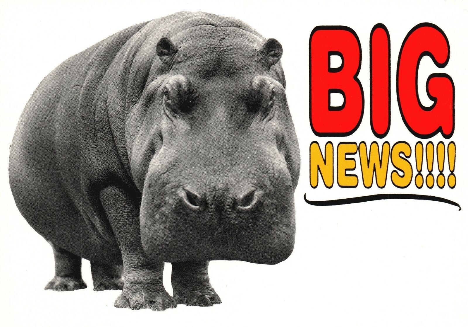Big News Giant Hippopotamus A River Horse Animal by Hallmark Postcard ...
