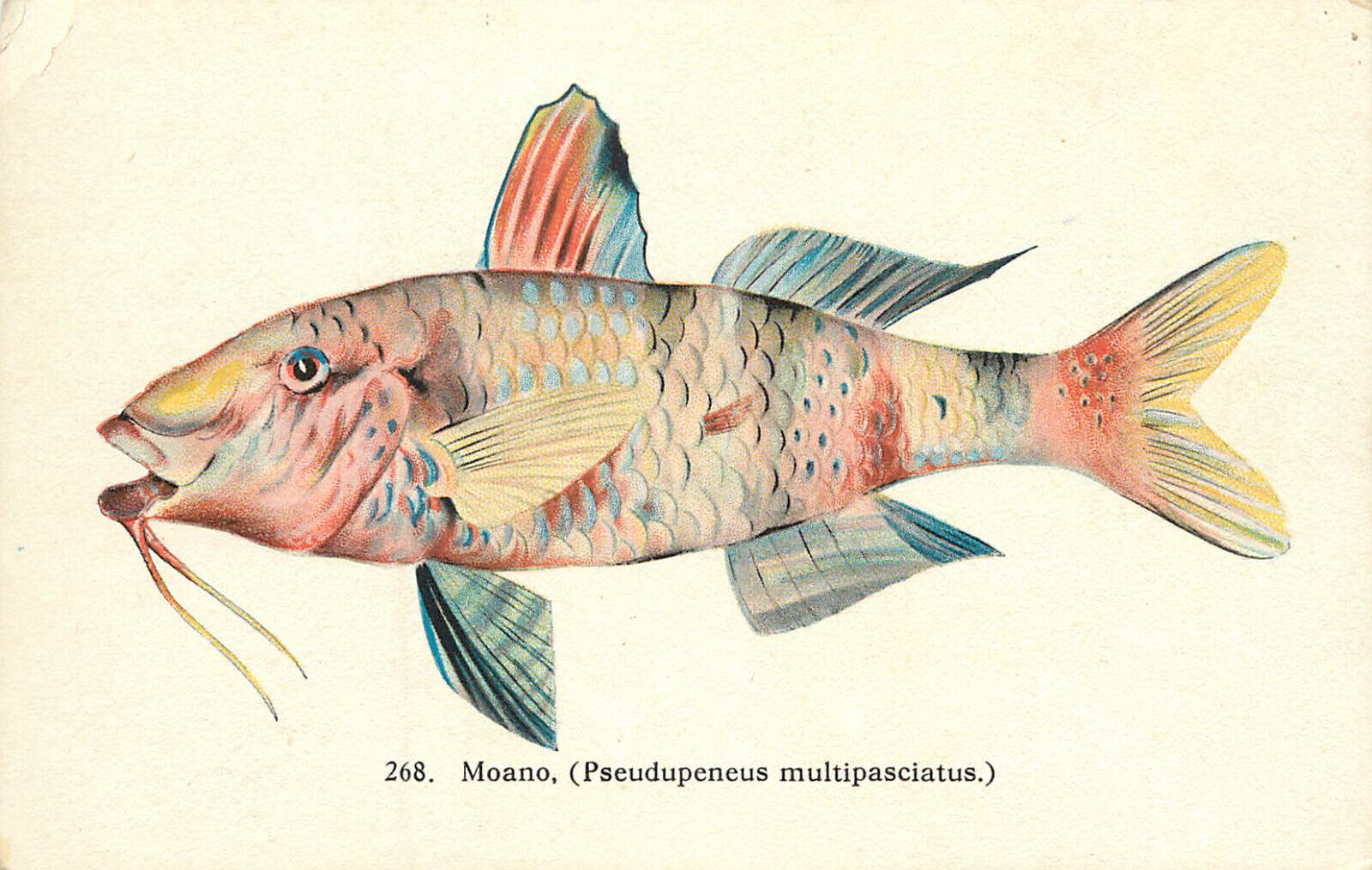 Postcard 268 Pseudupeneus Multipasciatus Multifasciatus Moano Goat Fish ...