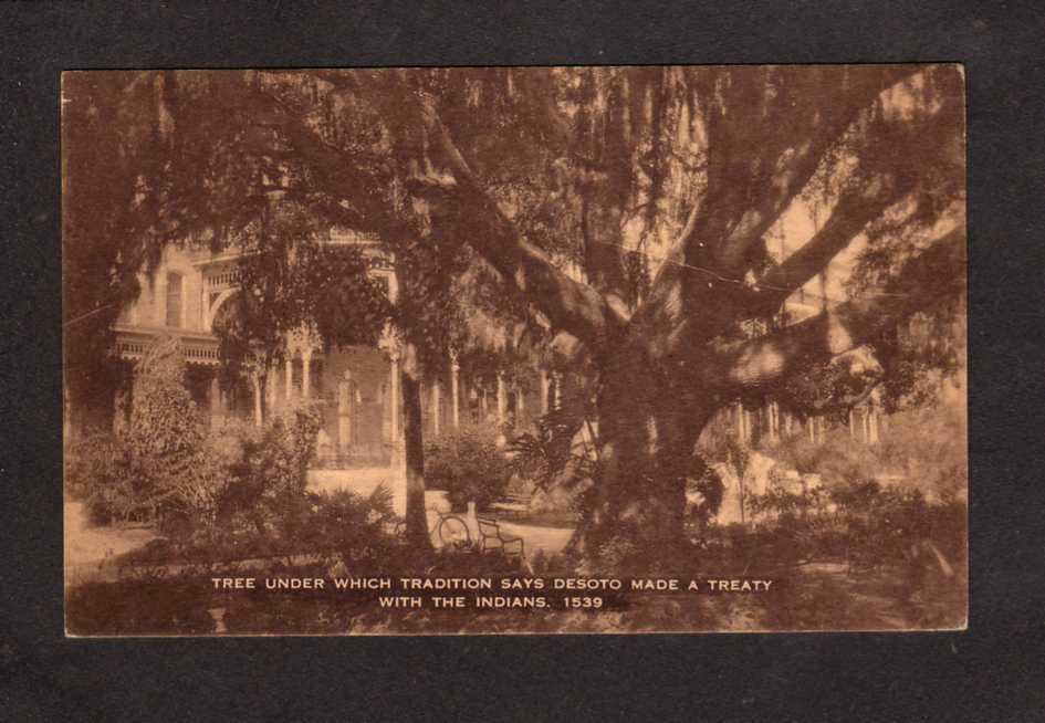 FL Museum Tampa University Indian Desoto Treaty Tree Florida Postcard ...