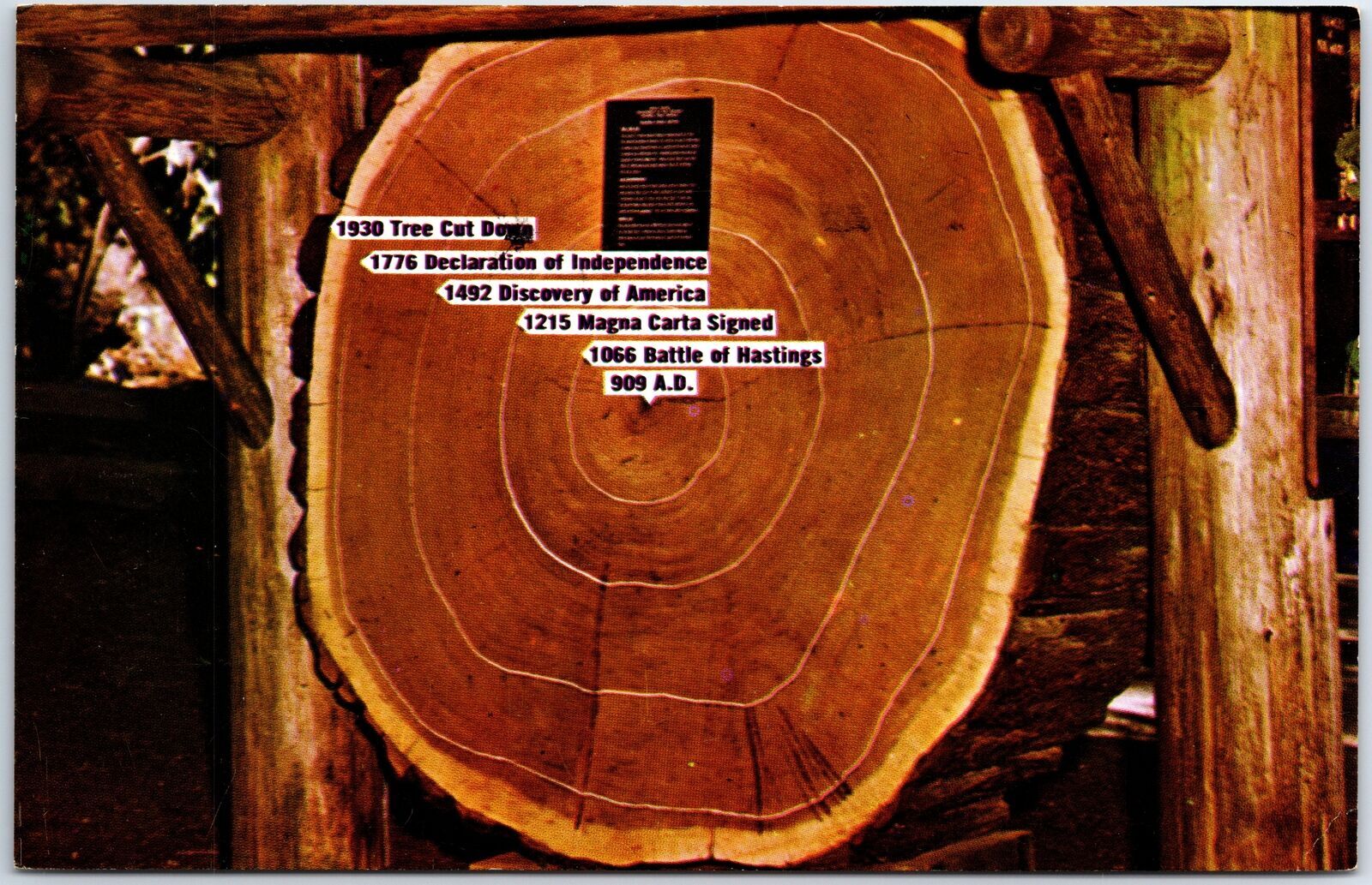 Vintage Postcard a Redwood Tree CUT Down Showingkey Dates in History ...