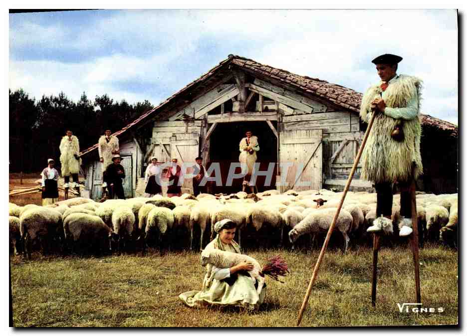Postcard Modern Face Des Landes Pastoral Scene with Lous Becuts of ...