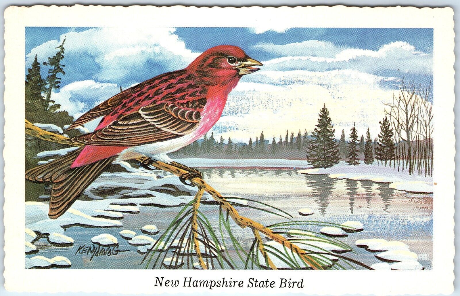 1968 NH New Hampshire State Bird Purple Finch Winter Ken Haag Painting ...