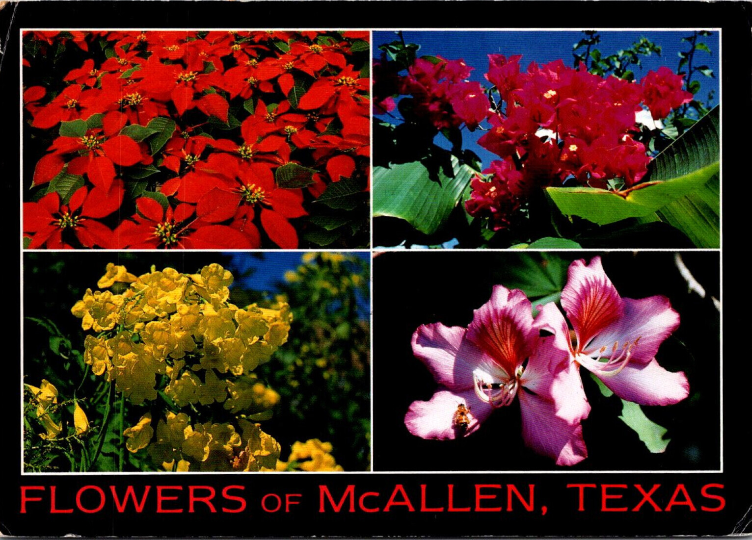 Flowers That Grow In Mcallen Tx | Best Flower Site