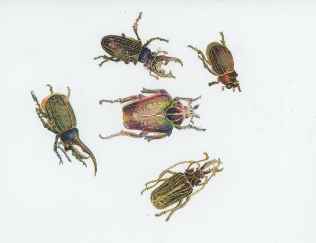 1880's-90's Victorian Die Cut Bugs Insects Lot Of 21 F81E | Ephemera ...