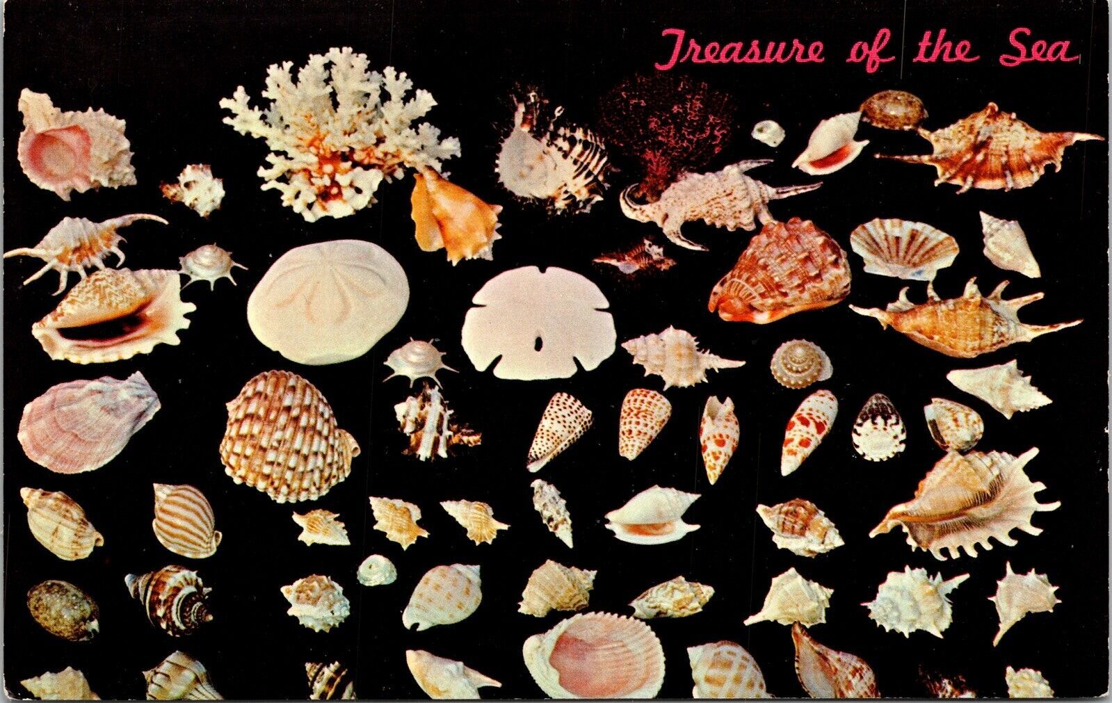 Treasure Sea Shells Postcard Sand Dollar Variety Ocean Dexter Press ...