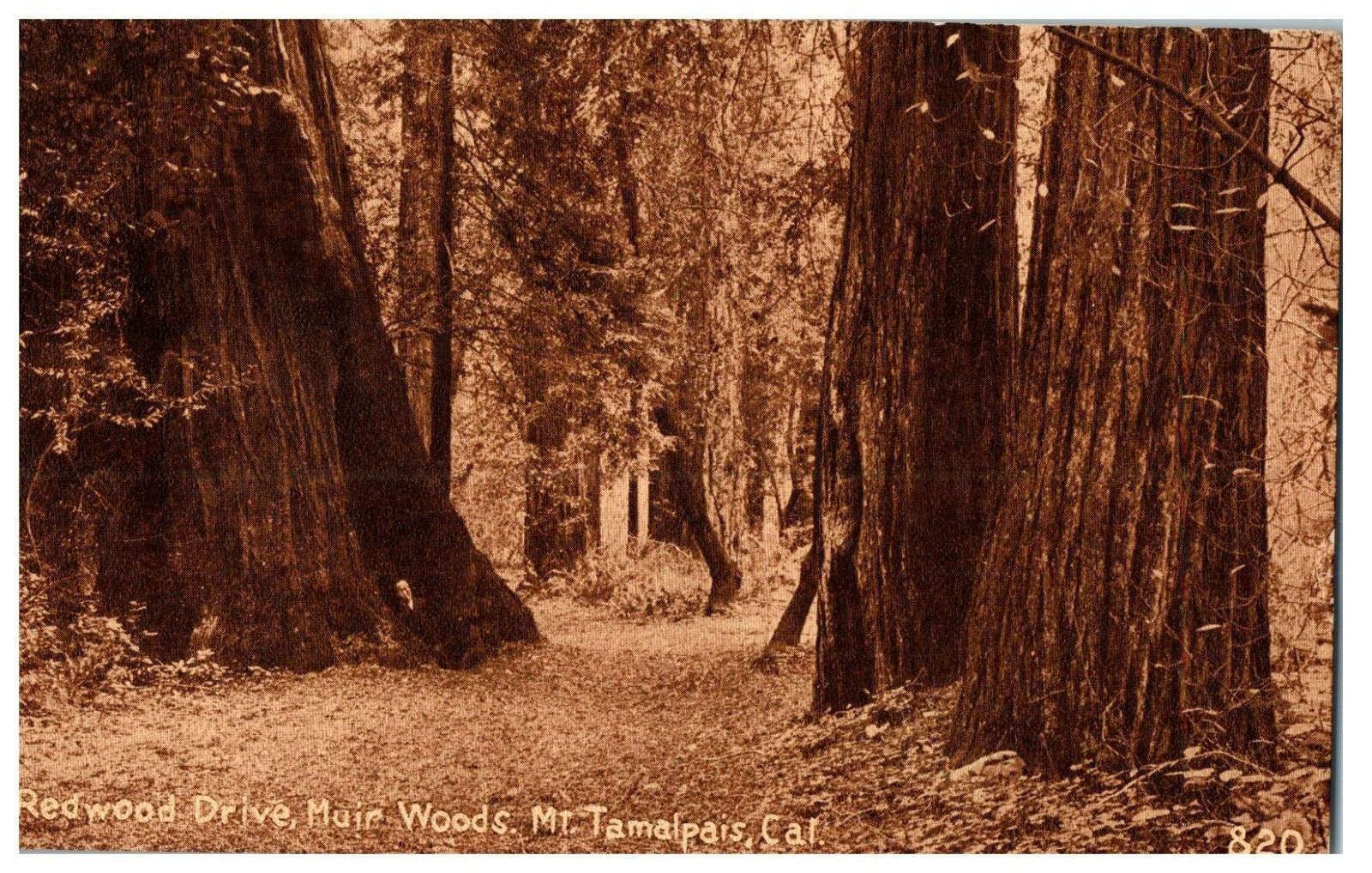 820- Redwood Drive Mt. Tamalpais Muir Woods California RPPC Postcard ...