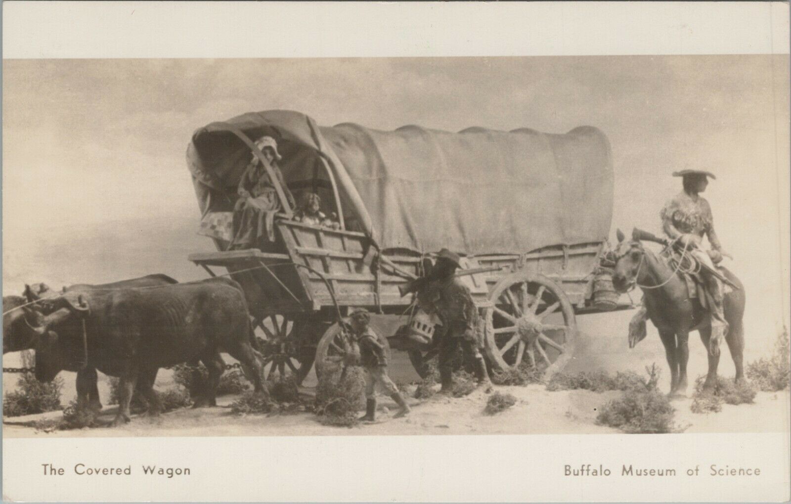 Vintage RPPC Covered Wagon horse Buffalo Museum of Science New York ...