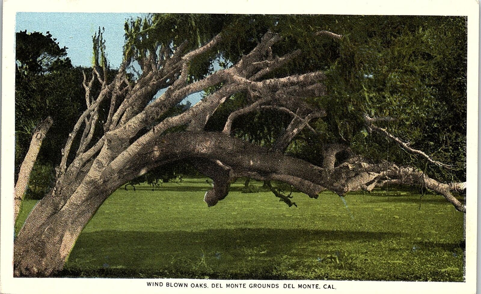 1920s DEL Monte California DEL Monte Grounds Wind Blown Oaks Postcard ...