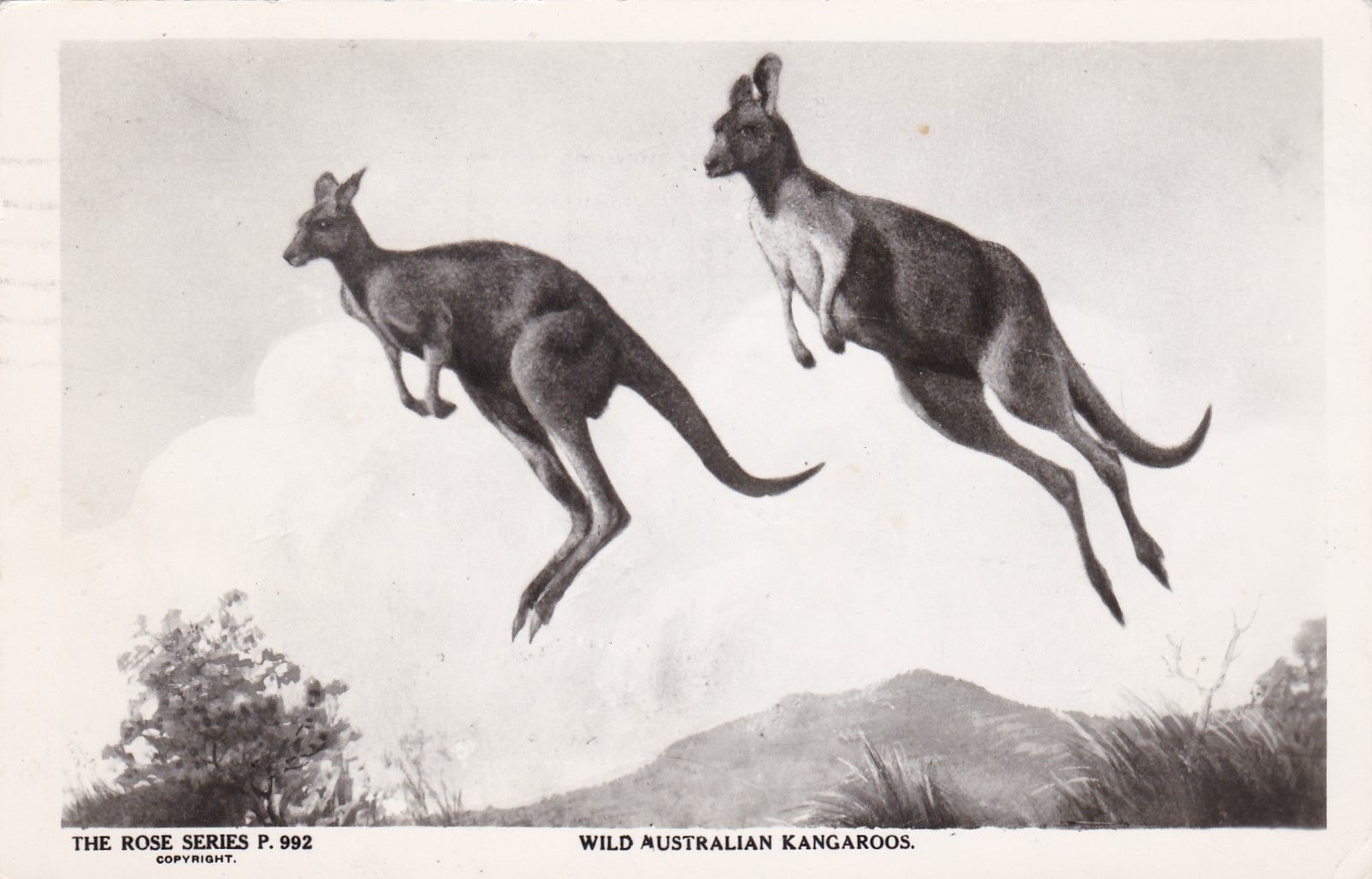 Australia Wild Aistralian Kangaroos 1962 Real Photo | Australia ...