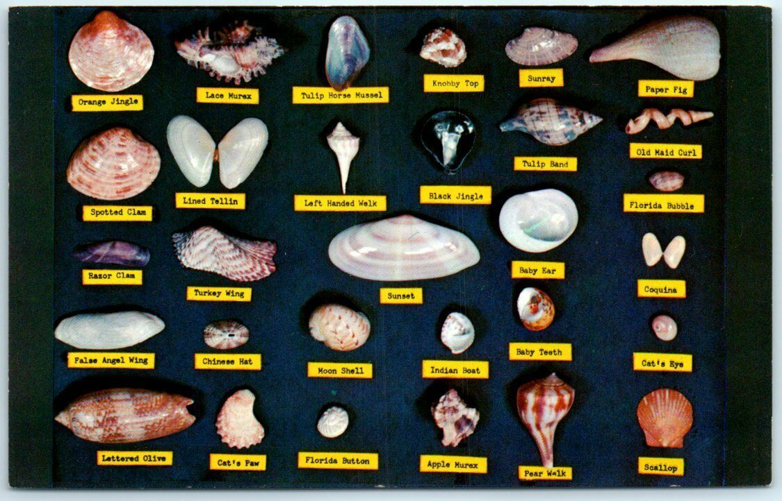 Tabla de Shell, conchas encontrados en las aguas y en las playas de ...