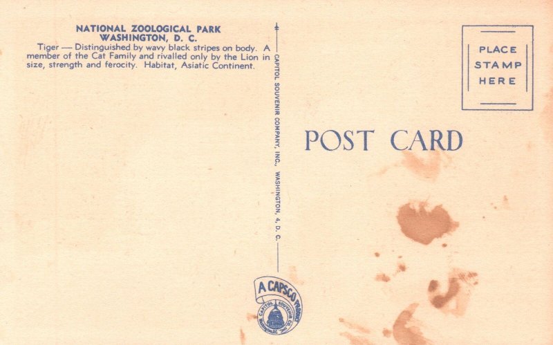 Vintage Postcard Tiger National Zoological Park Washington DC Wild ...