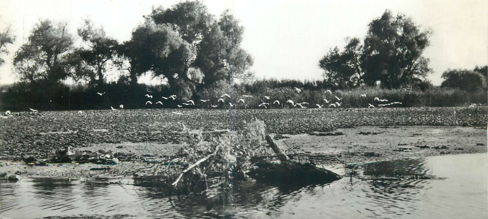 Romania atypical 9x20cm postcard RPR Danube Delta flora and fauna ...