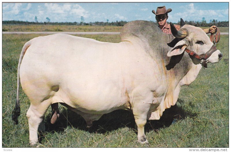 FLORIDA, 1940-1960's; Grand Champion Brahma Bull, Emperor Manso ...