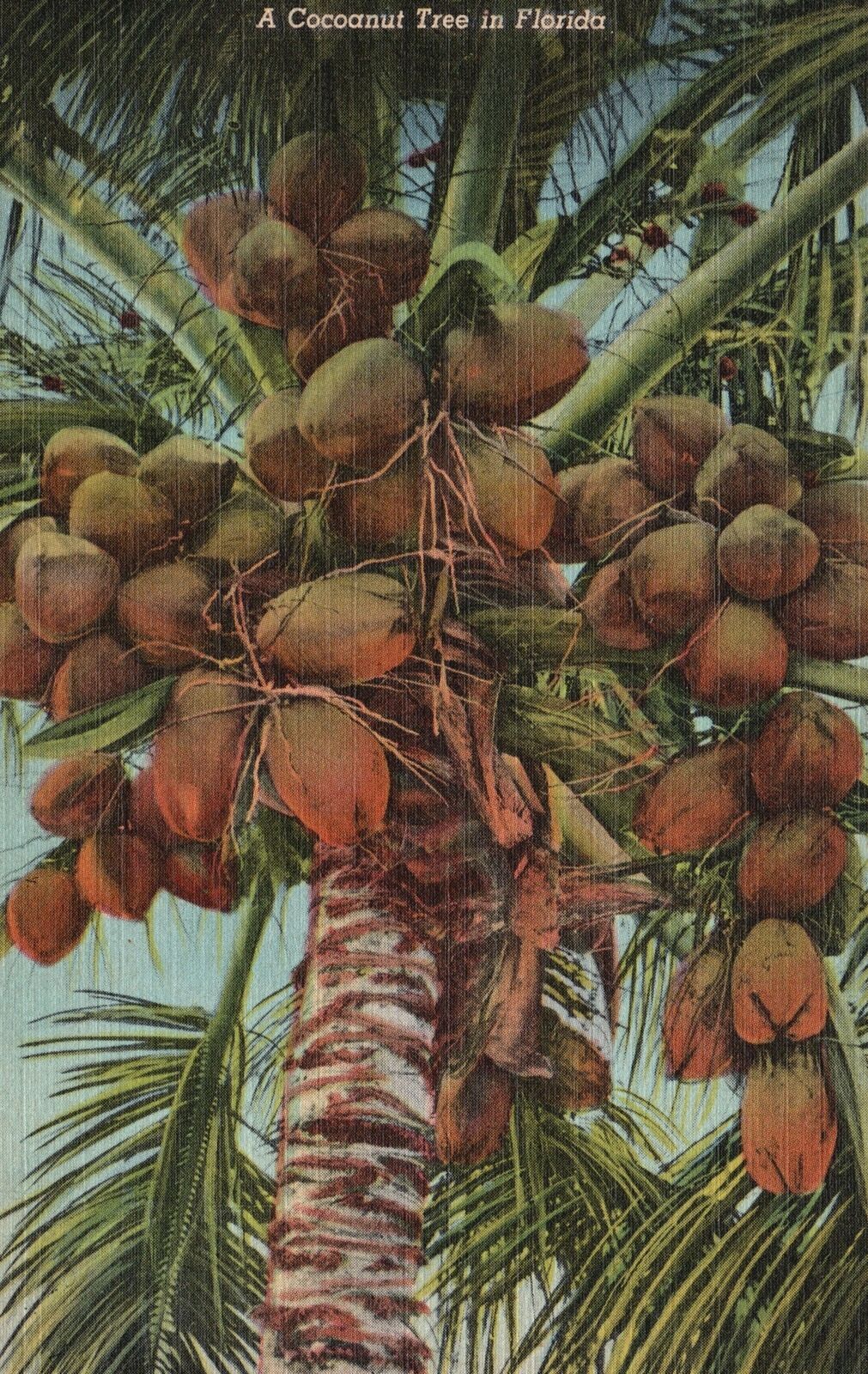 Vintage Postcard A Coconut Tree Fruit Bearing in Florida Tropical ...