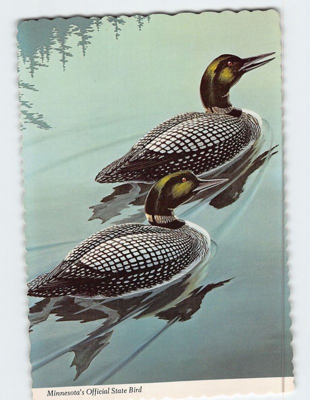 Postcard The Loon Official State Bird of Minnesota USA | United States ...