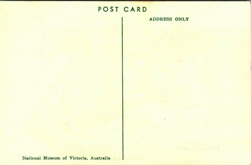 Native Cat (Shaw) National Museum of Victoria Australia Postcard UNP ...