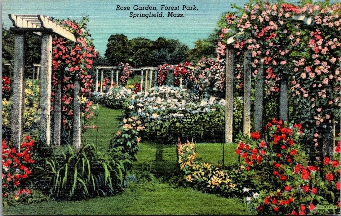 Vintage Springfield, Massachusetts Ma Postcard - Rose Garden - Forest ...
