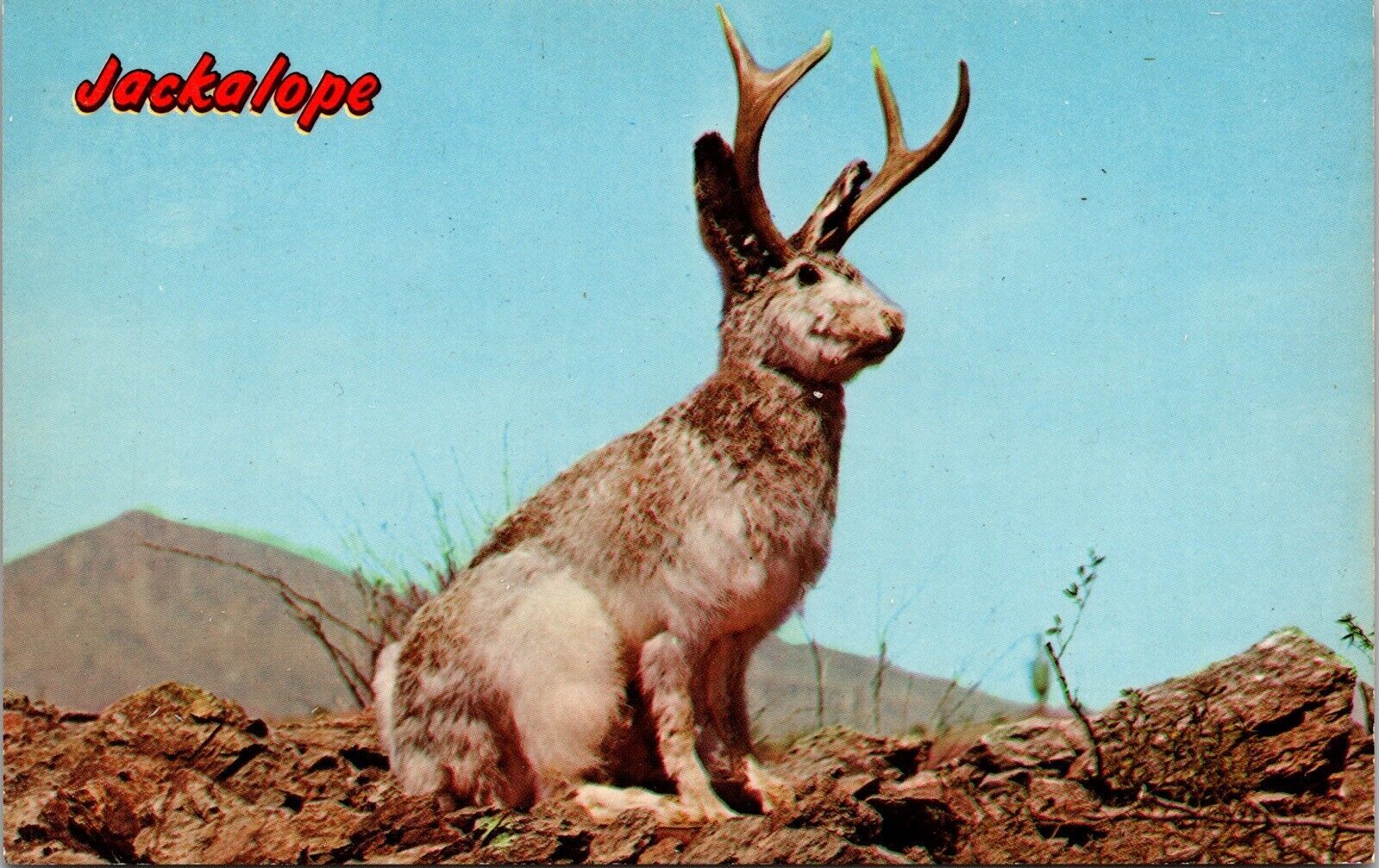 Wild Jackalope Antelabbit Desert Animal Jack Rabbit Antelope Cross ...