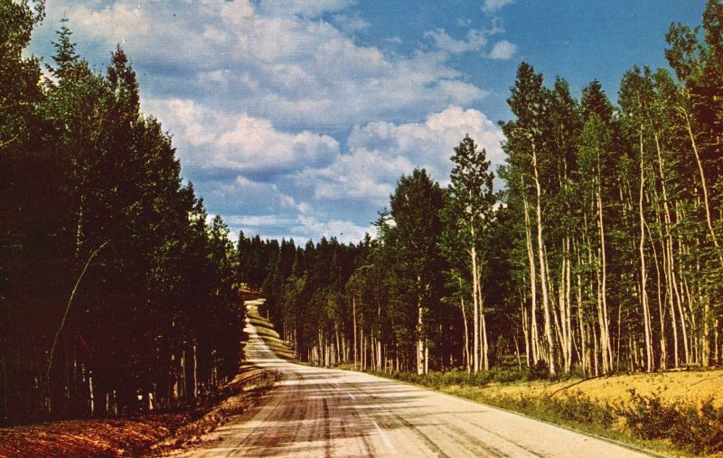 Vintage Postcard 1956 Kaibab National Forest North Rim Grand Canyon ...