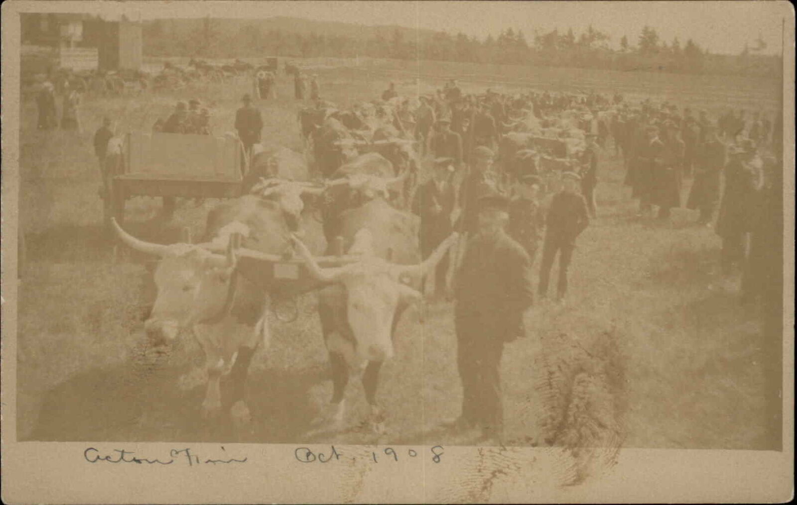 Acton Maine ME State Fair 1908 Real Photo Postcard OXEN | United States ...